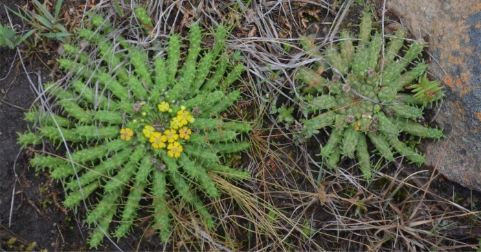 Euphorbia flanaganii | PlantZAfrica